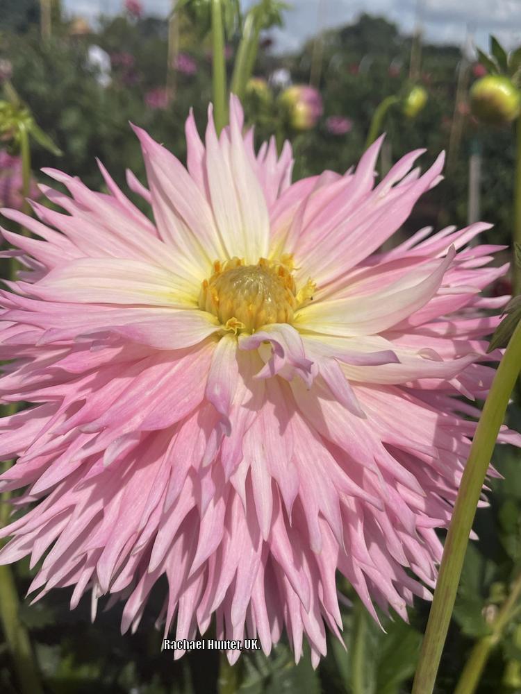 Photo of the bloom of Dahlia 'Nadia Ruth' posted by RachaelHunter ...