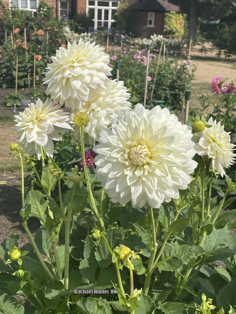 Photo of the entire plant of Dahlia 'Milly' posted by RachaelHunter ...