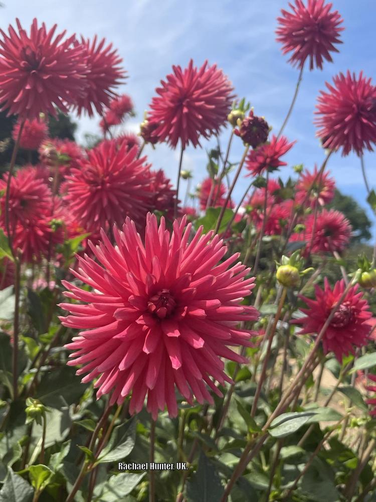 Photo of the bloom of Dahlia 'Josudi Hercules' posted by RachaelHunter ...