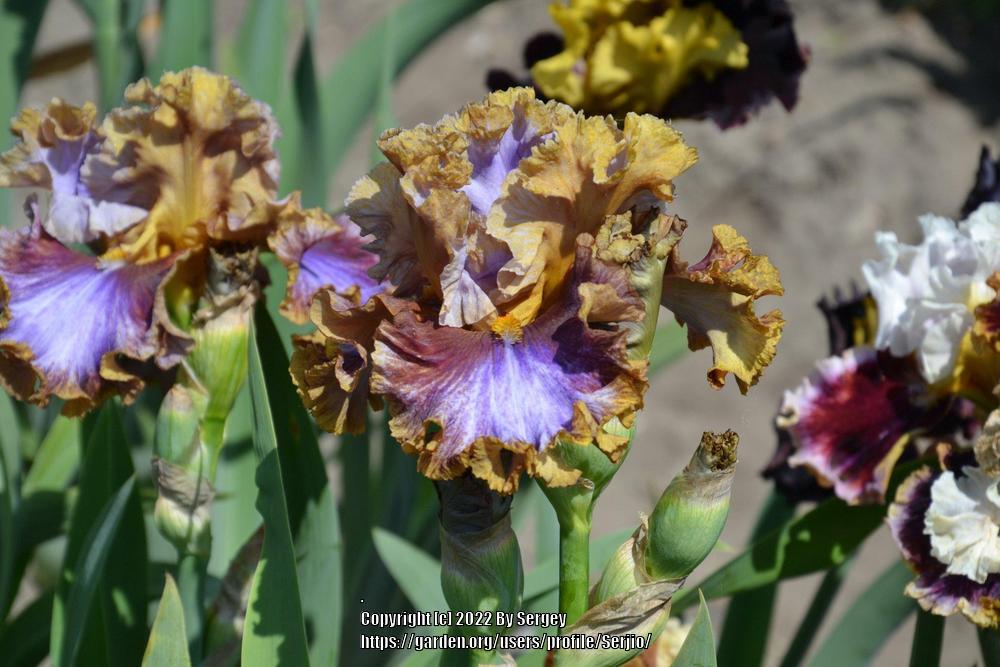 Photo of the bloom of Tall Bearded Iris (Iris 'Panjandrum') posted by Serjio - Garden.org