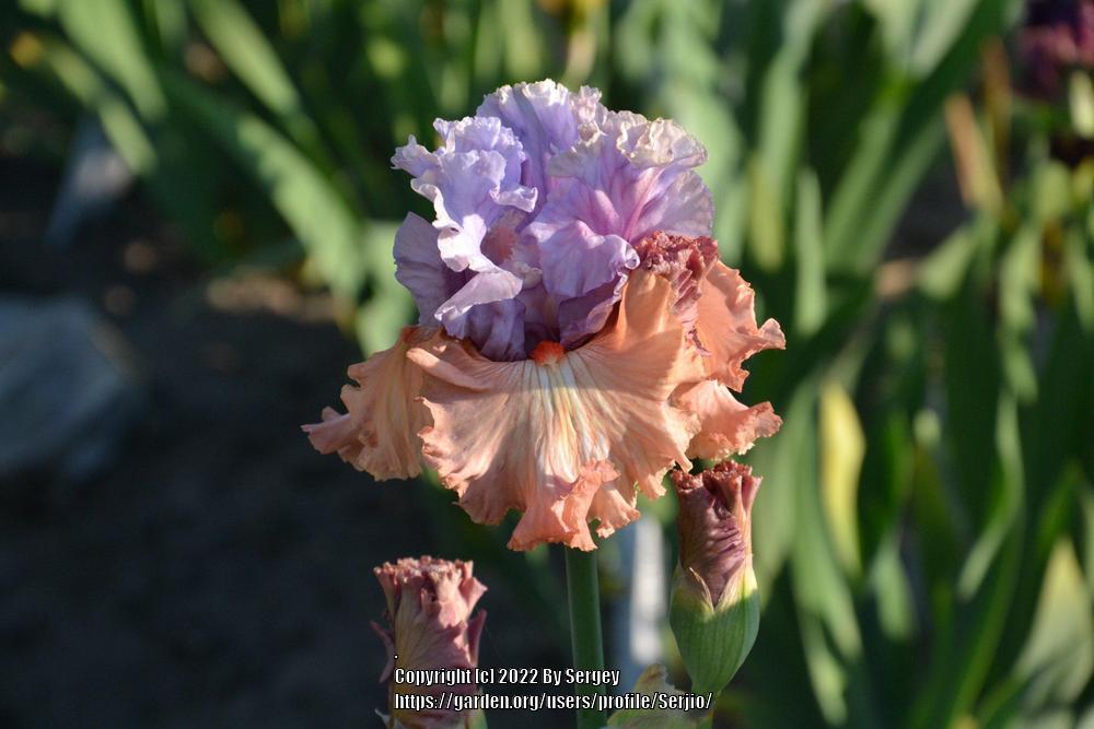 Photo of the bloom of Tall Bearded Iris (Iris 'Awesome Wonder') posted ...