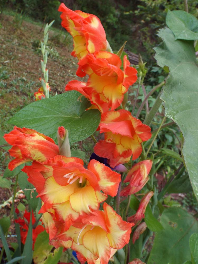 Photo of the bloom of Gladiola (Gladiolus 'Princess Margaret Rose') posted by poisondartfrog ...