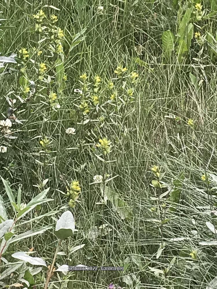 Photo of the entire plant of Yellow Rattle (Rhinanthus minor) posted by ...