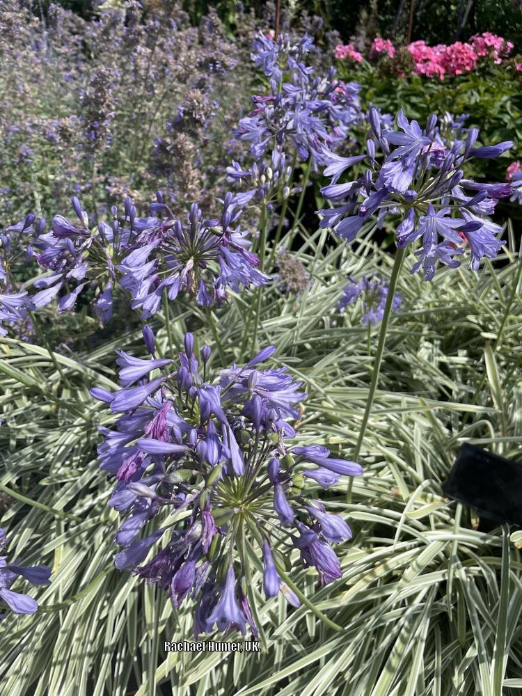 Photo of the entire plant of Lily of the Nile (Agapanthus Silver Moon ...