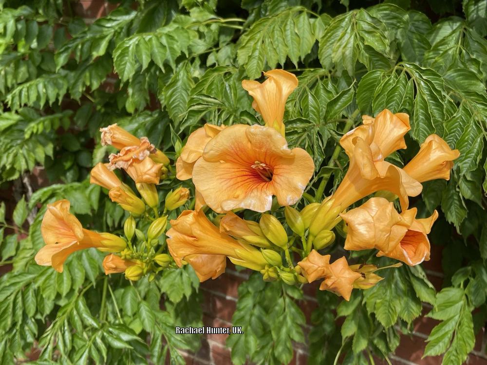 Photo of the bloom of Trumpet Vine (Campsis Summer Jazz™ Sunrise Gold) posted by RachaelHunter ...