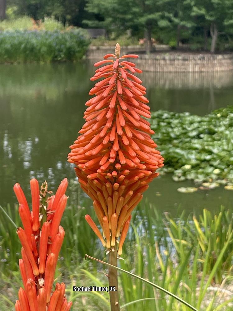 Photo of the bloom of Torch Lily (Kniphofia 'Erecta') posted by ...