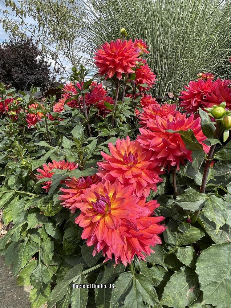 Photo of the bloom of Dahlia 'Firepot' posted by RachaelHunter - Garden.org