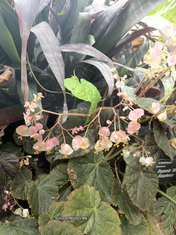Begonia 'Black Raspberry' in the Begonias Database - Garden.org