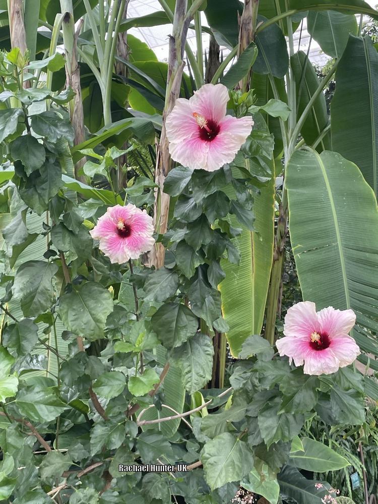 Photo of the entire plant of Tropical Hibiscus (Hibiscus rosa-sinensis ...