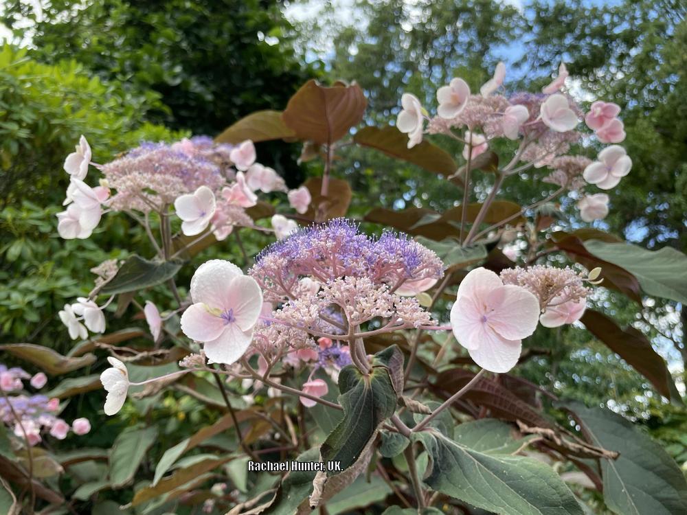 Photo of the bloom of Hydrangea (Hydrangea aspera Hot Chocolate ...