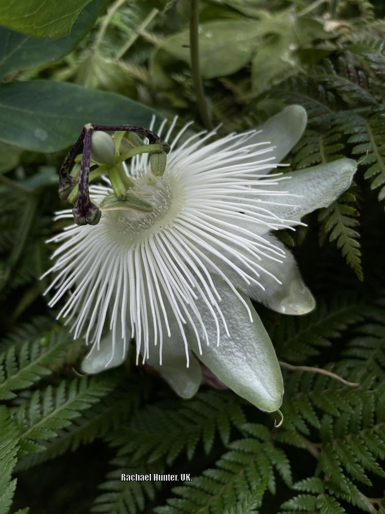 Passion Flower (Passiflora 'Snow Queen') - Garden.org