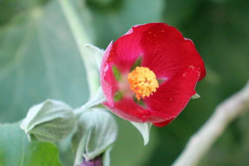 Mexican Bush Mallow (Phymosia umbellata) - Garden.org