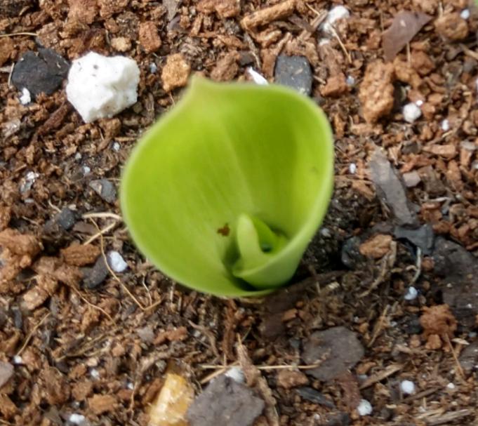 Identify a sprout in the Plant ID forum - Garden.org