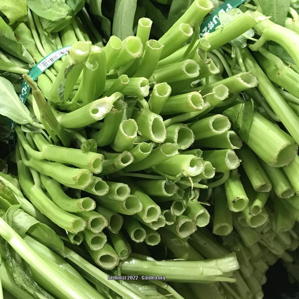 Photo of the stem, scape, stalk or bark of Water Spinach (Ipomoea ...