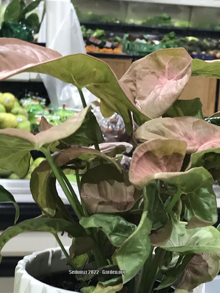 Photo of the entire plant of Arrowhead Vine (Syngonium podophyllum ...