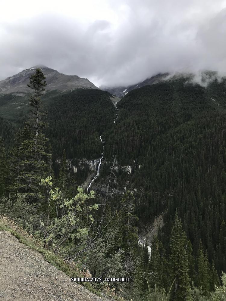 Photo of the habitat view of Yellow Mountain Avens (Dryas drummondii ...