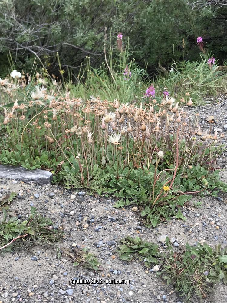 Photo of the entire plant of Yellow Mountain Avens (Dryas drummondii ...