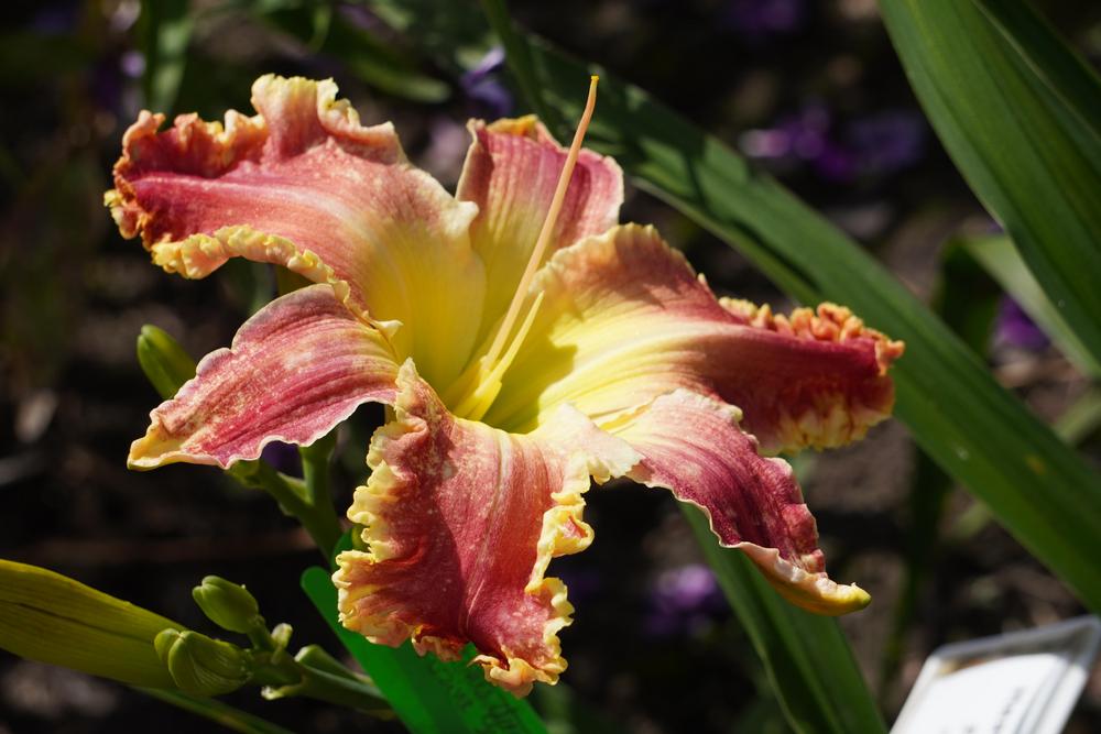 Photo of the bloom of Daylily (Hemerocallis 'Heavenly New Frontiers ...