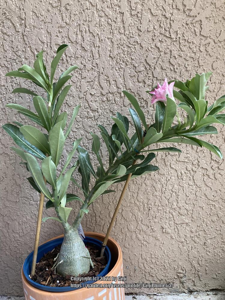 Photo of the entire plant of Desert Rose (Adenium 'Innocent Glow ...