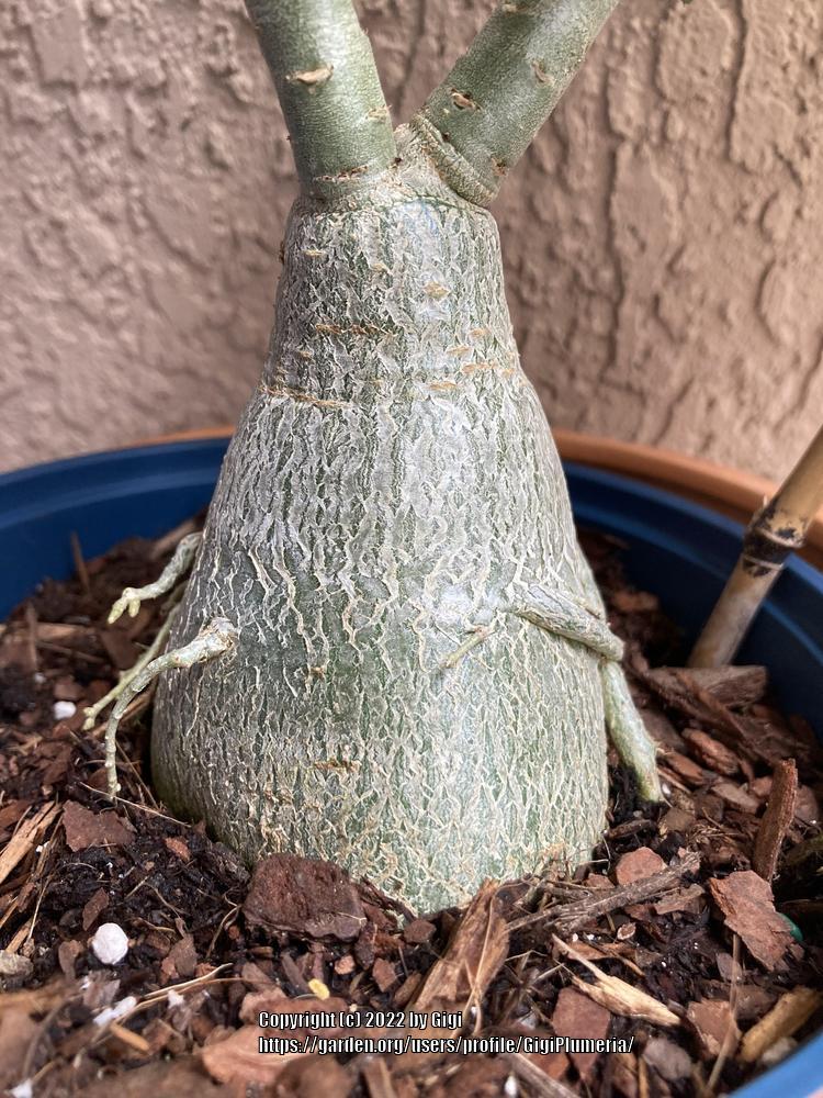 Photo of the stem, scape, stalk or bark of Desert Rose (Adenium ...