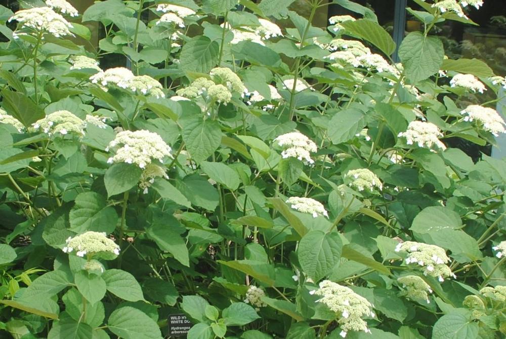 Photo of the bloom of Smooth Hydrangea (Hydrangea arborescens White ...