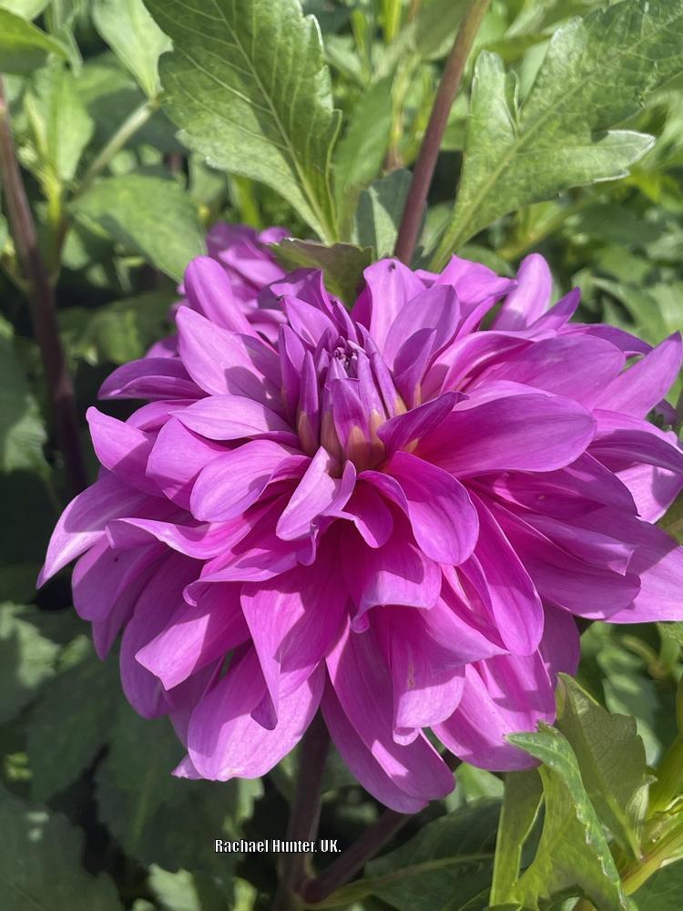 Photo of the bloom of Dahlia 'Bluetiful' posted by RachaelHunter ...