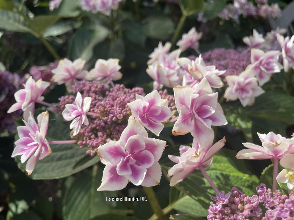Photo of the bloom of Hydrangea (Hydrangea macrophylla Double Delights ...