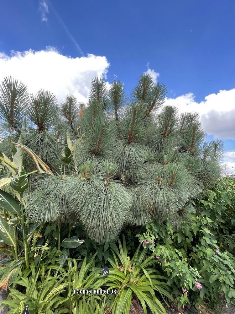 Pinus montezumae 'Sheffield Park' - Garden.org