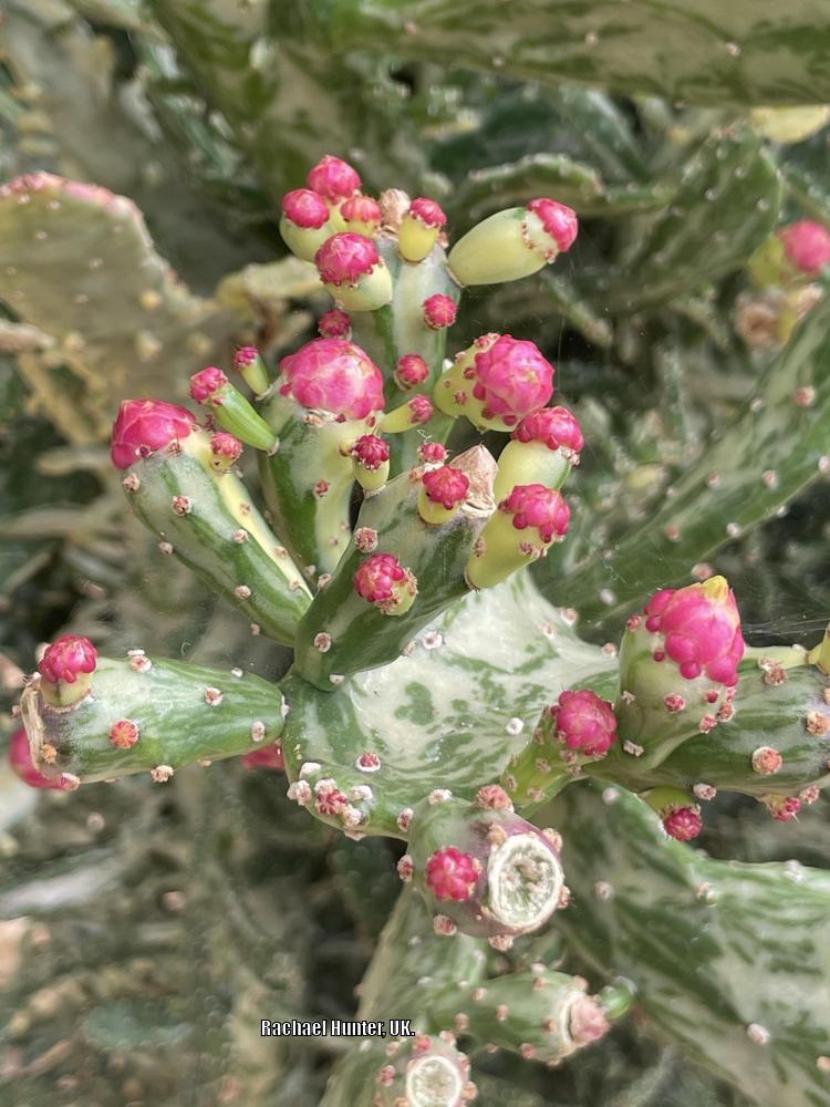 Photo of the closeup of buds, sepals and receptacles of Joseph's Coat ...