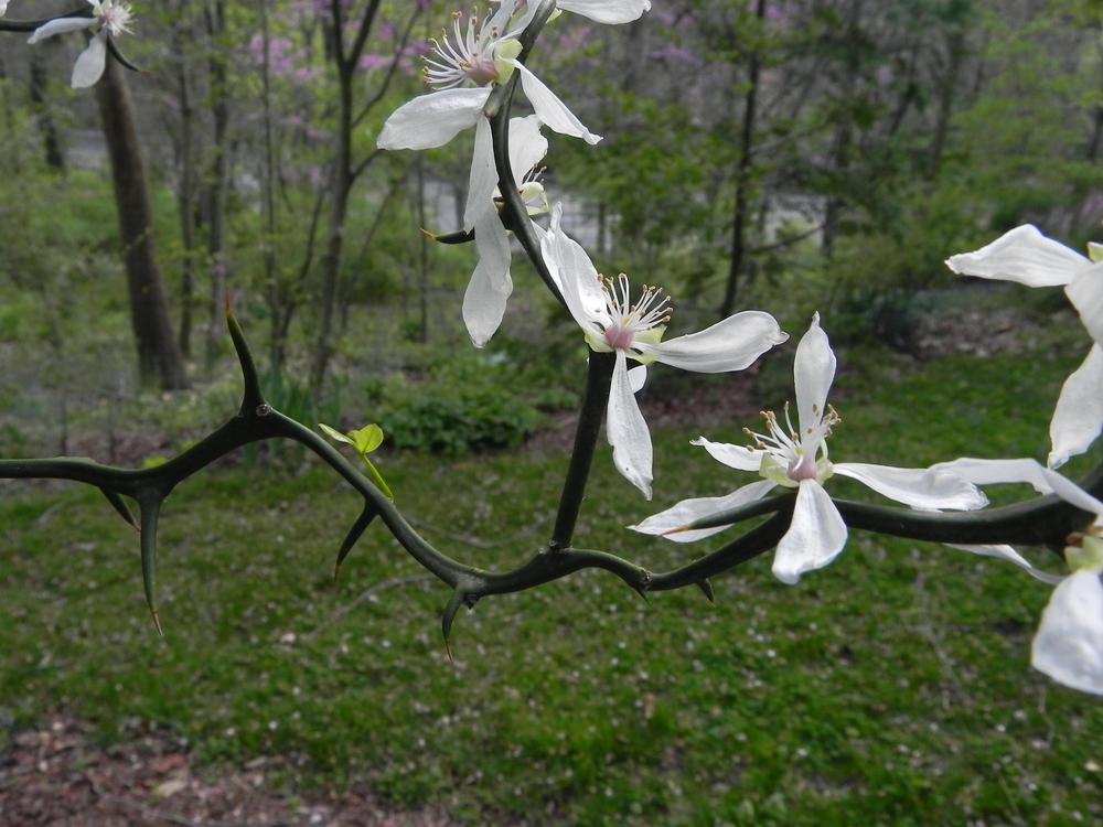 Photo of the bloom of Japanese Hardy Orange (Citrus trifoliata 'Flying ...