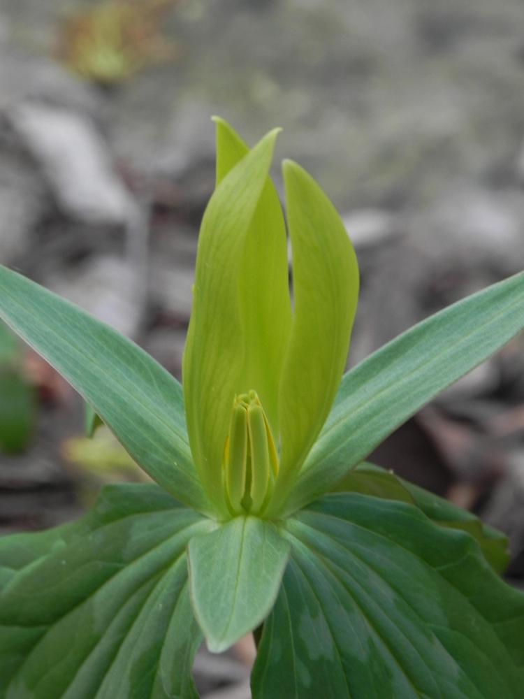 Photo of the bloom of Yellow Trillium (Trillium luteum) posted by SL ...