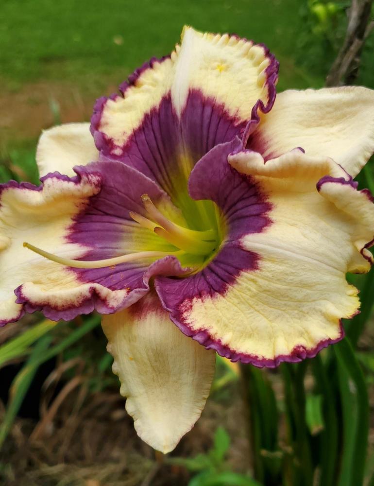 Photo of the bloom of Daylily (Hemerocallis 'Matthew Weldon') posted by ...