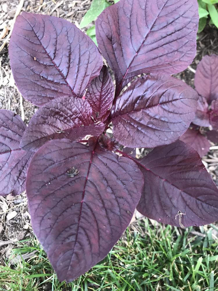 Photo of the entire plant of Joseph's Coat (Amaranthus tricolor ...