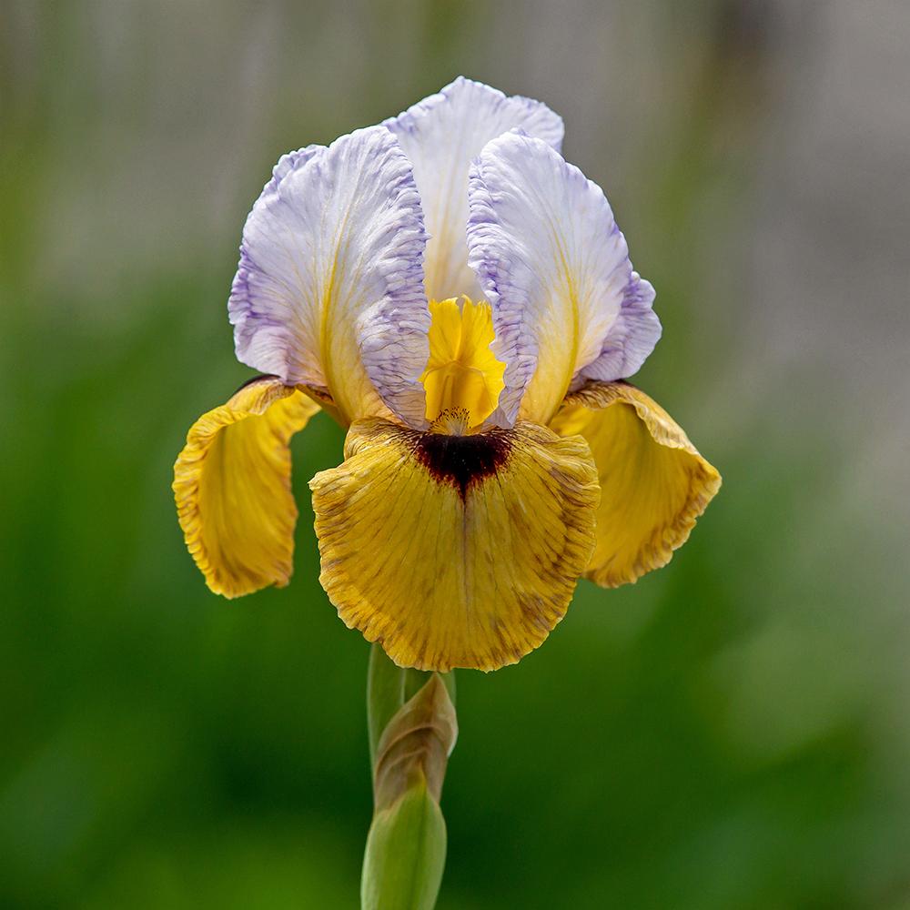 Arilbred Iris (Iris 'Raiding Fort Knox') in the Irises Database ...