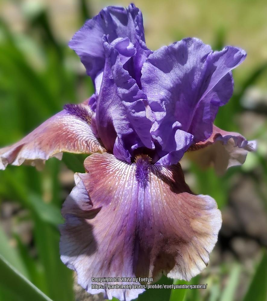 Photo of the bloom of Tall Bearded Iris (Iris 'Comic Opera') posted by ...