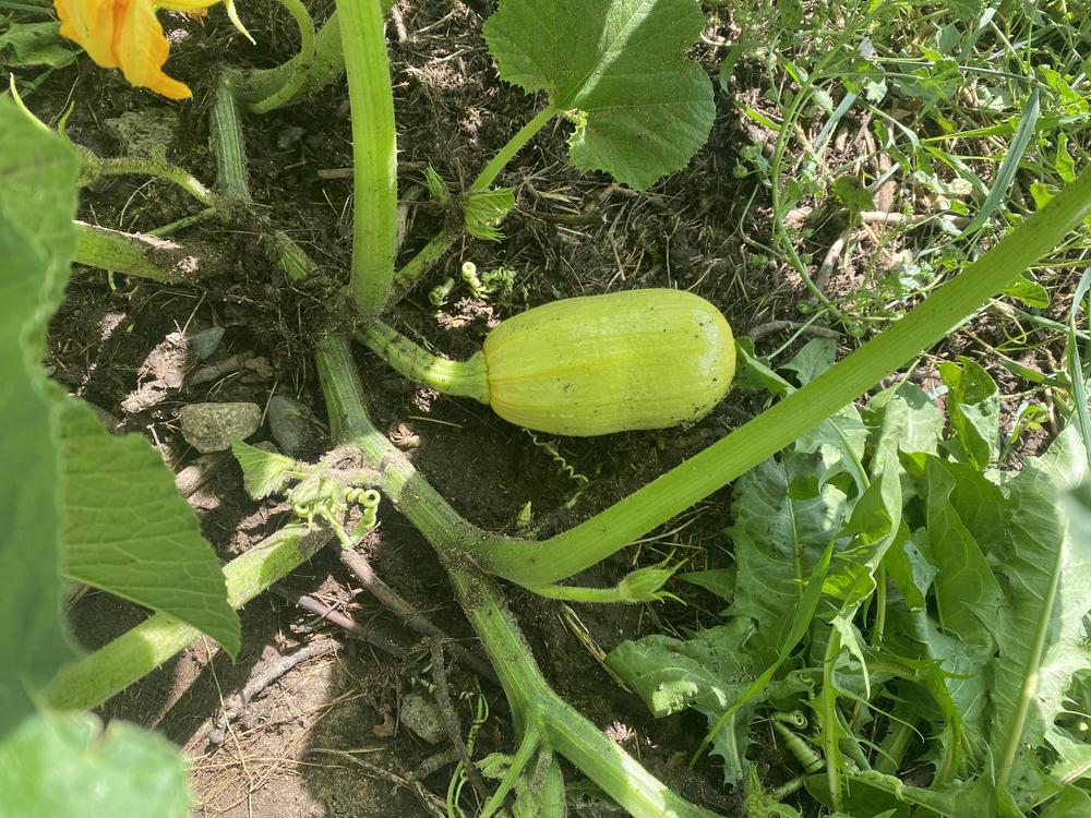 Vegetable ID in the Plant ID forum - Garden.org