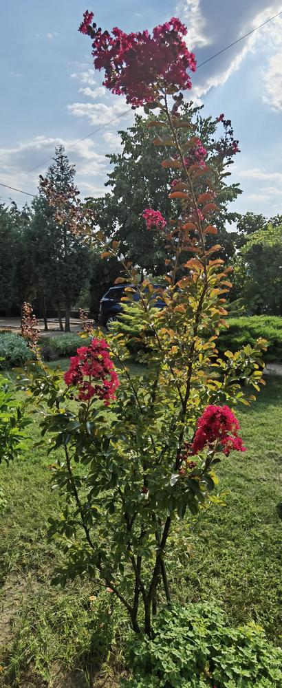 Need help to shape my Crape Myrtle in the Trees and Shrubs forum ...