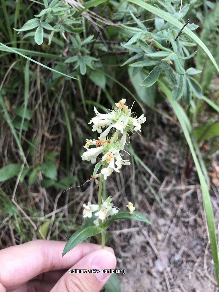 Photo of the bloom of Yellow Beardtongue (Penstemon confertus) posted ...