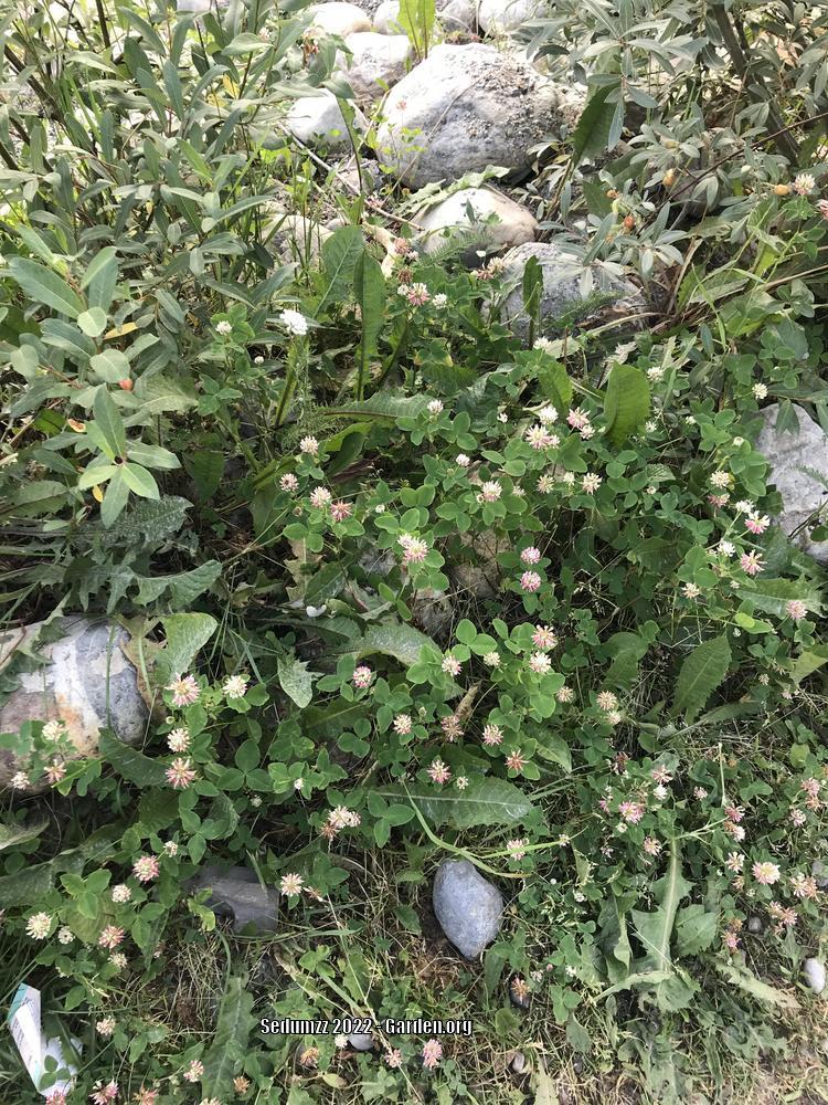Photo of the entire plant of Alsike Clover (Trifolium hybridum) posted ...