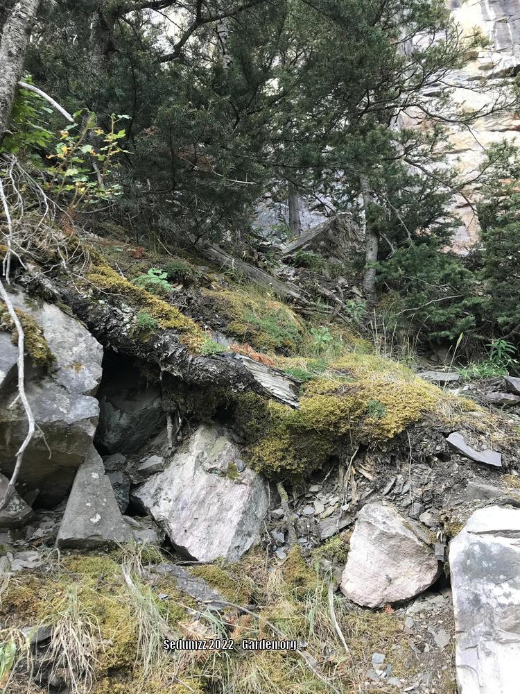 Photo of the habitat view of Spotted Saxifrage (Saxifraga bronchialis ...