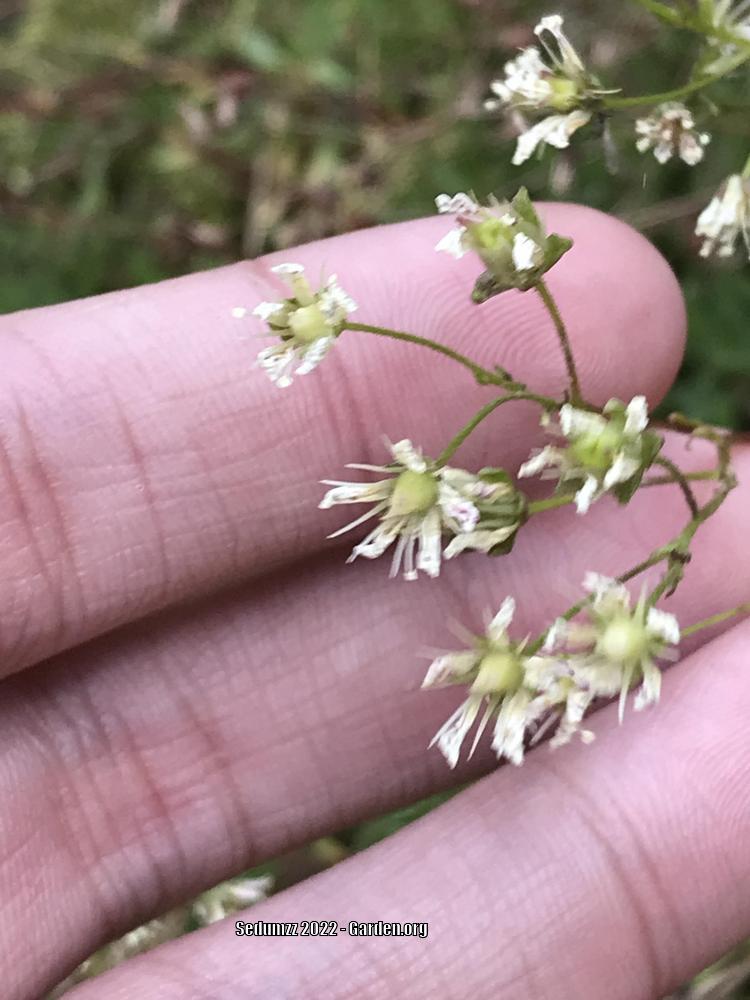 Photo of the bloom of Spotted Saxifrage (Saxifraga bronchialis) posted ...