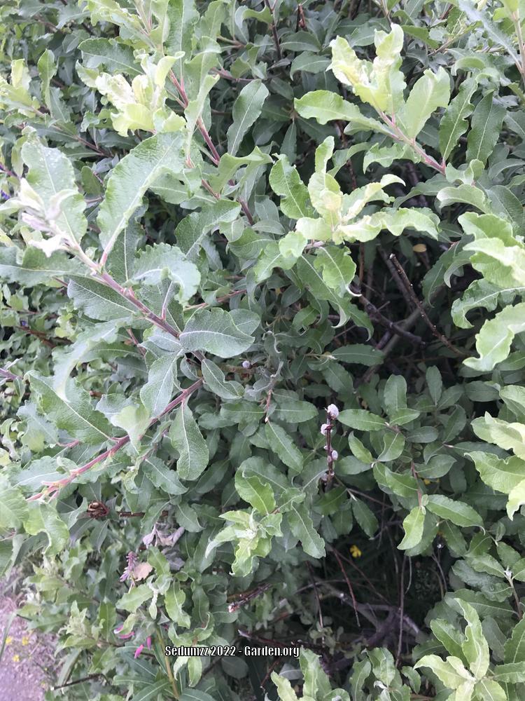 Photo of the entire plant of Beaked Willow (Salix bebbiana) posted by ...