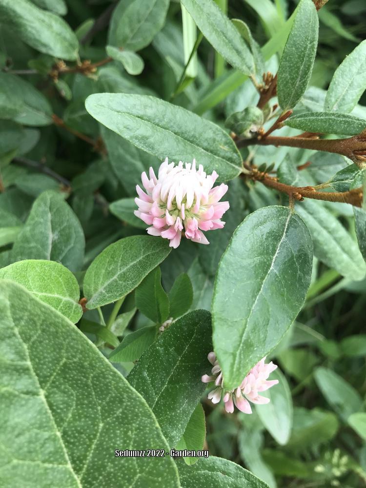Photo of the bloom of Alsike Clover (Trifolium hybridum) posted by ...