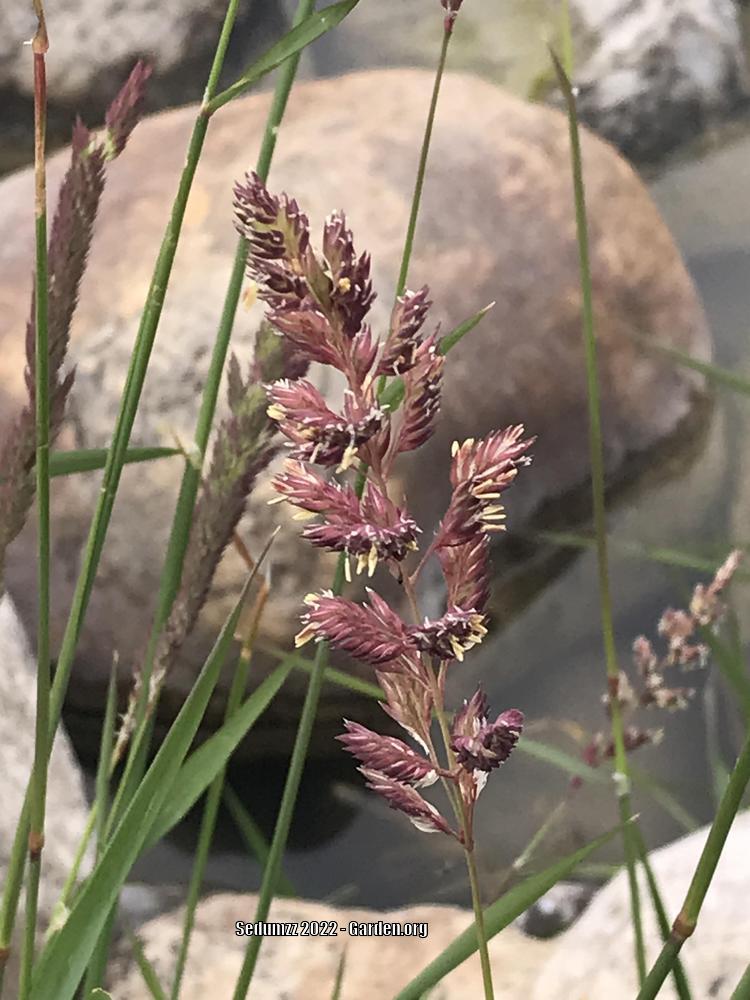 Photo of the bloom of Reed Canary Grass (Phalaris arundinacea) posted ...