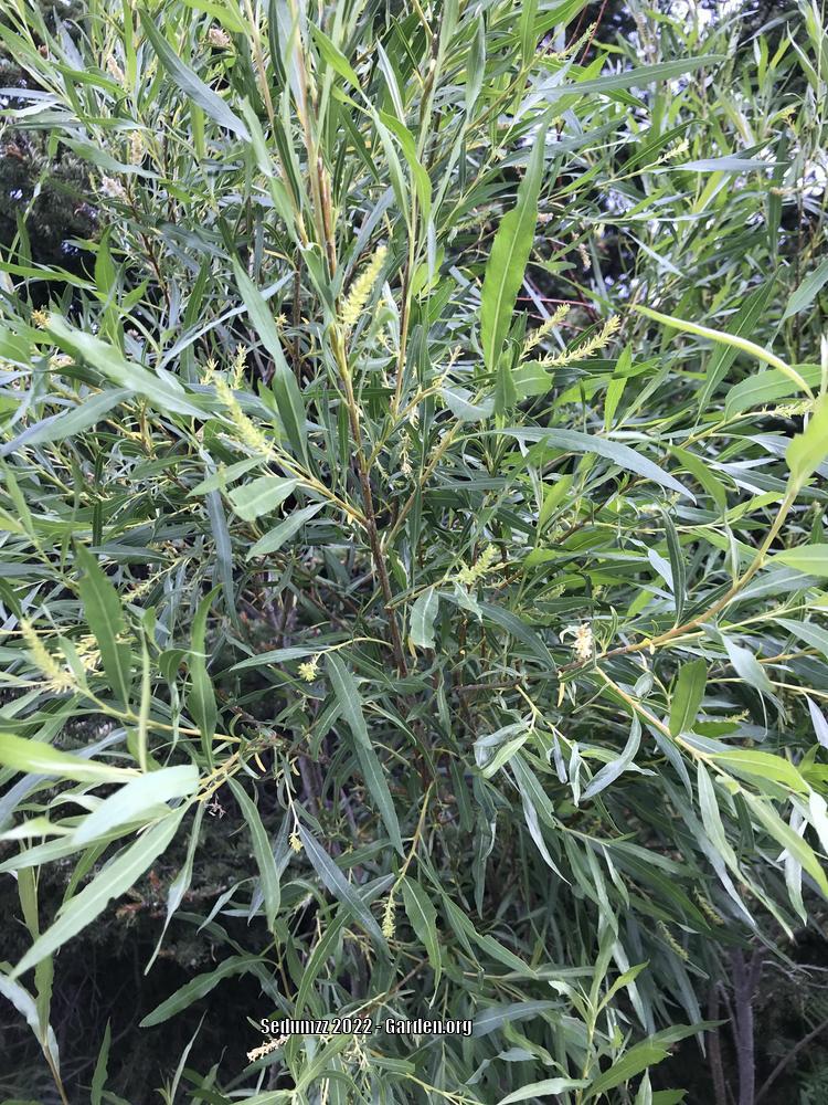 Photo of the entire plant of Sand-Bar Willow (Salix interior) posted by ...