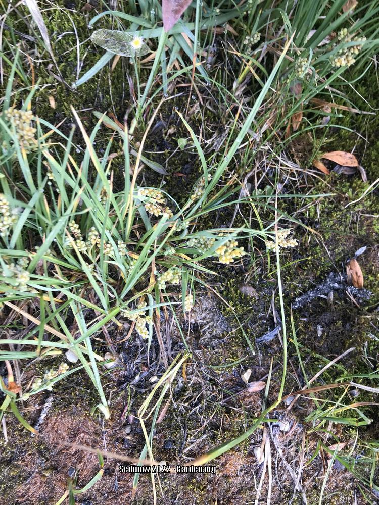 Photo of the entire plant of Golden Sedge (Carex aurea) posted by ...