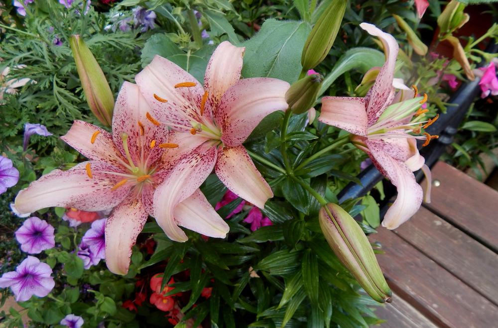 Photo of the entire plant of Lily (Lilium 'Pink Morpho') posted by zdena - Garden.org