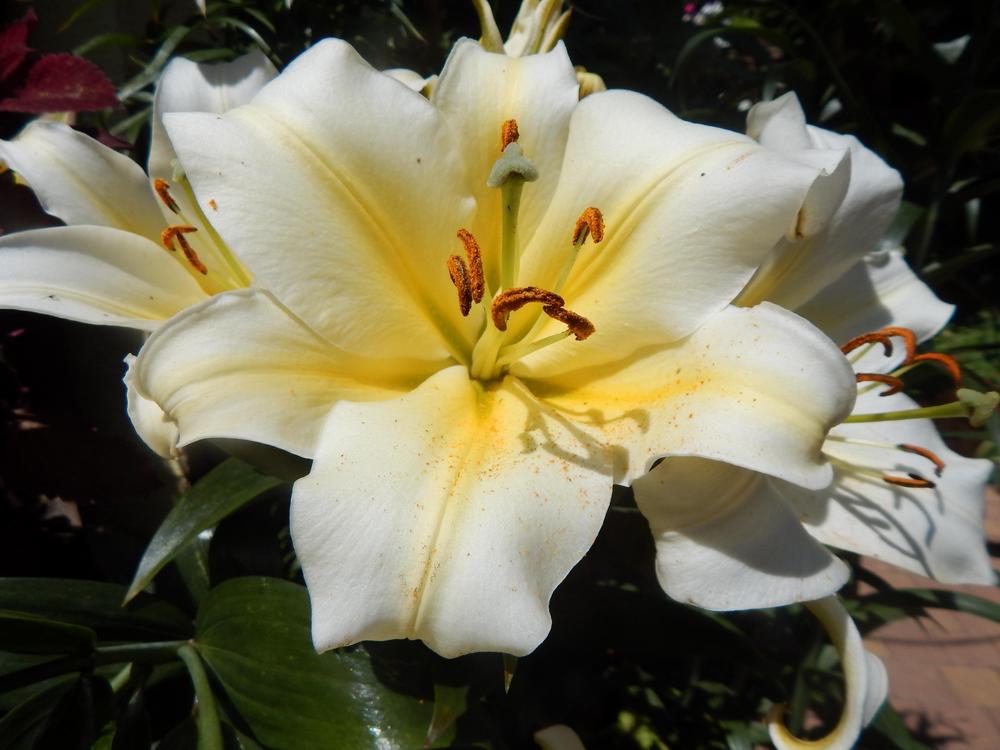 Photo of the bloom of Lily (Lilium 'Budlight') posted by zdena - Garden.org
