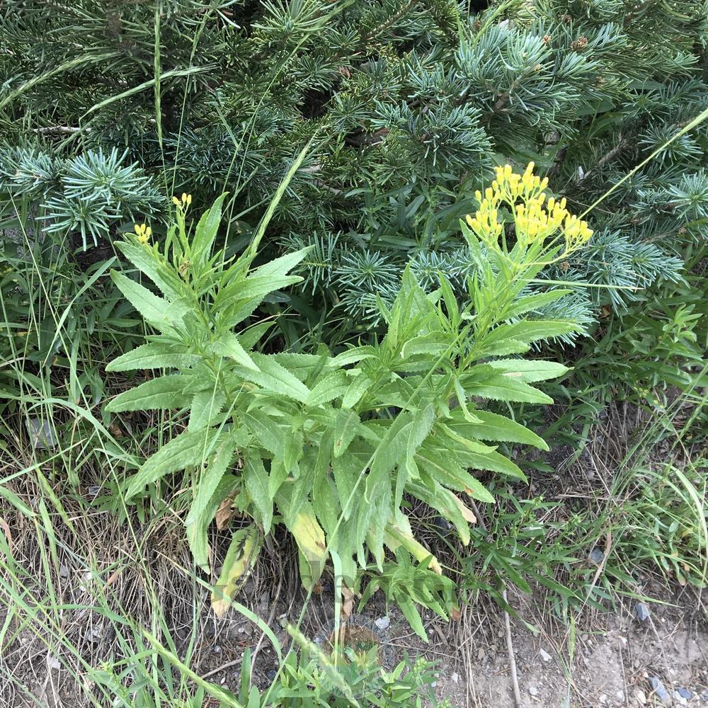 Arrowleaf Groundsel (Senecio triangularis) - Garden.org