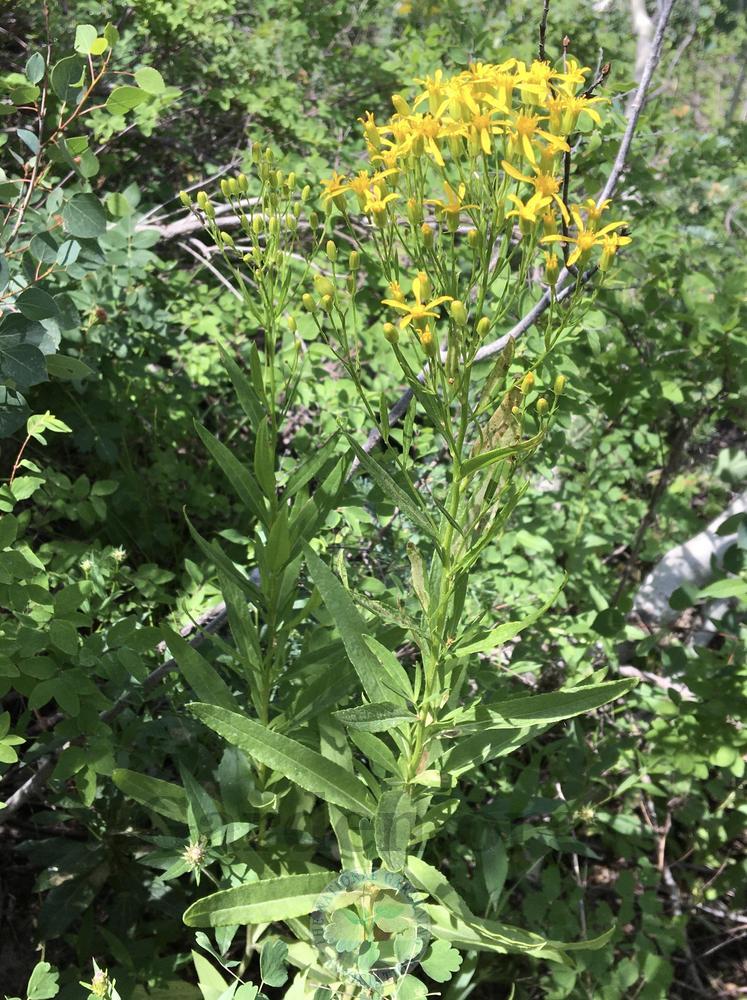 Photo of the stem, scape, stalk or bark of Senecio serra var. serra ...